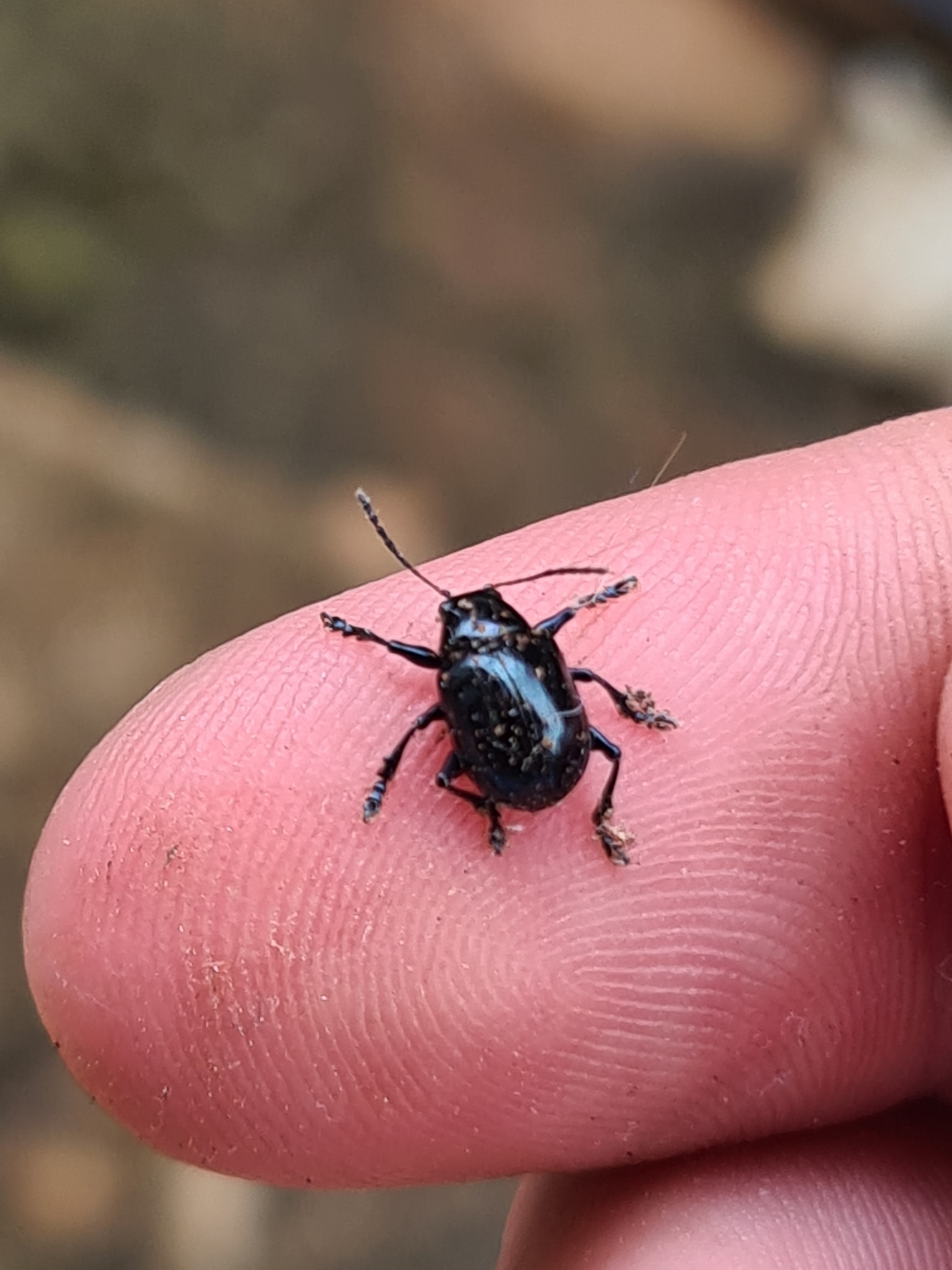 Typophorus nigritus (Fabricius, 1801)