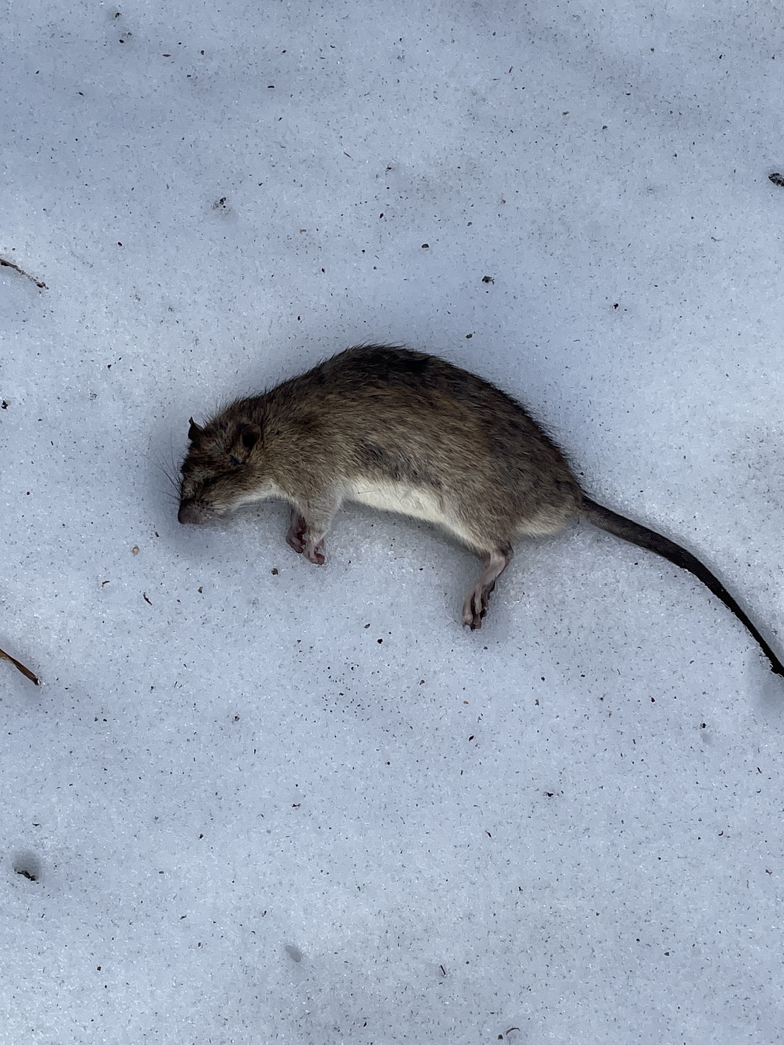 Rattus norvegicus (Berkenhout, 1769)