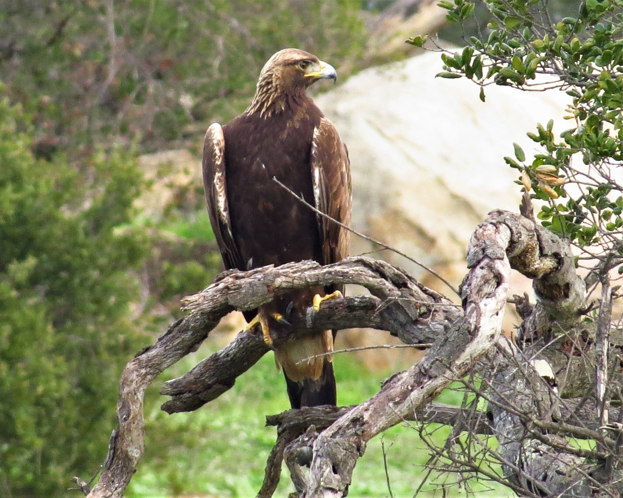 Aquila chrysaetos (Linnaeus, 1758)