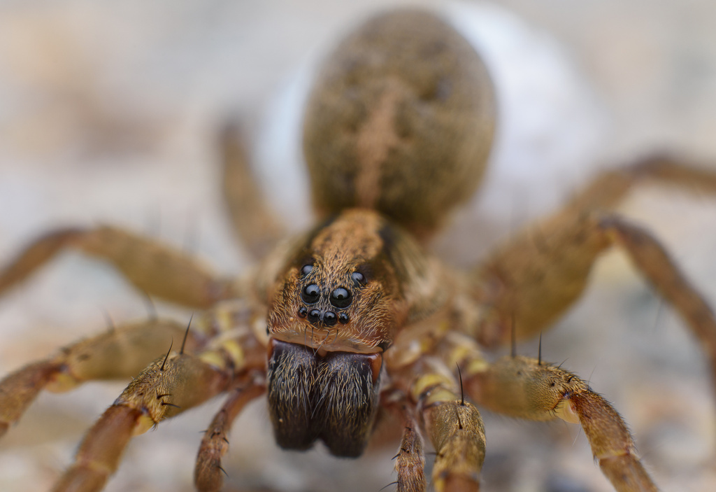 Rustic Wolf Spider from South Fork Licking River, Heath, OH, US on May ...