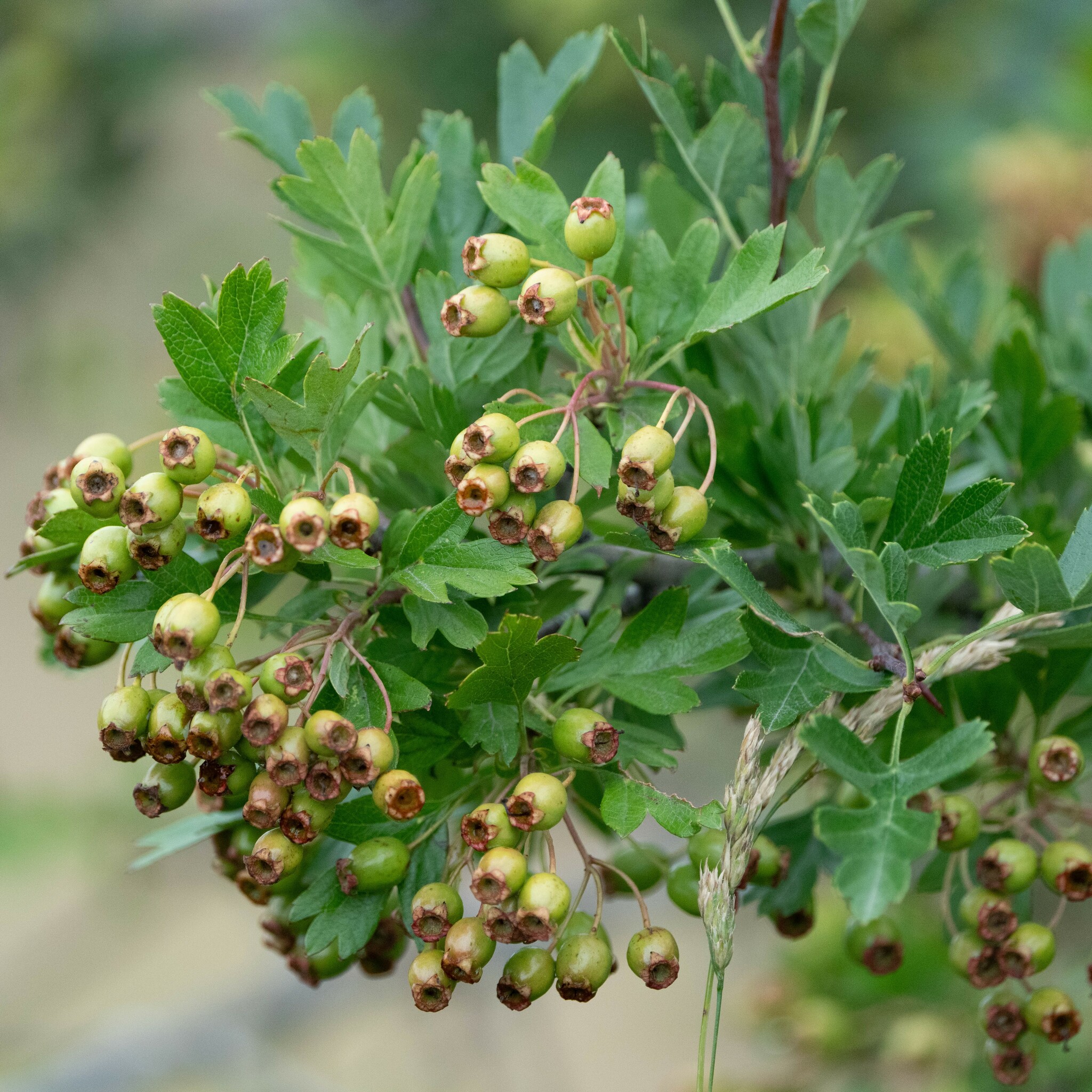 Crataegus monogyna Jacq.