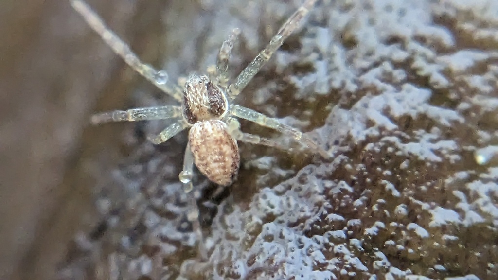 Philodromus rufus from Noordwijk, Zuid-Holland, Netherlands on January ...