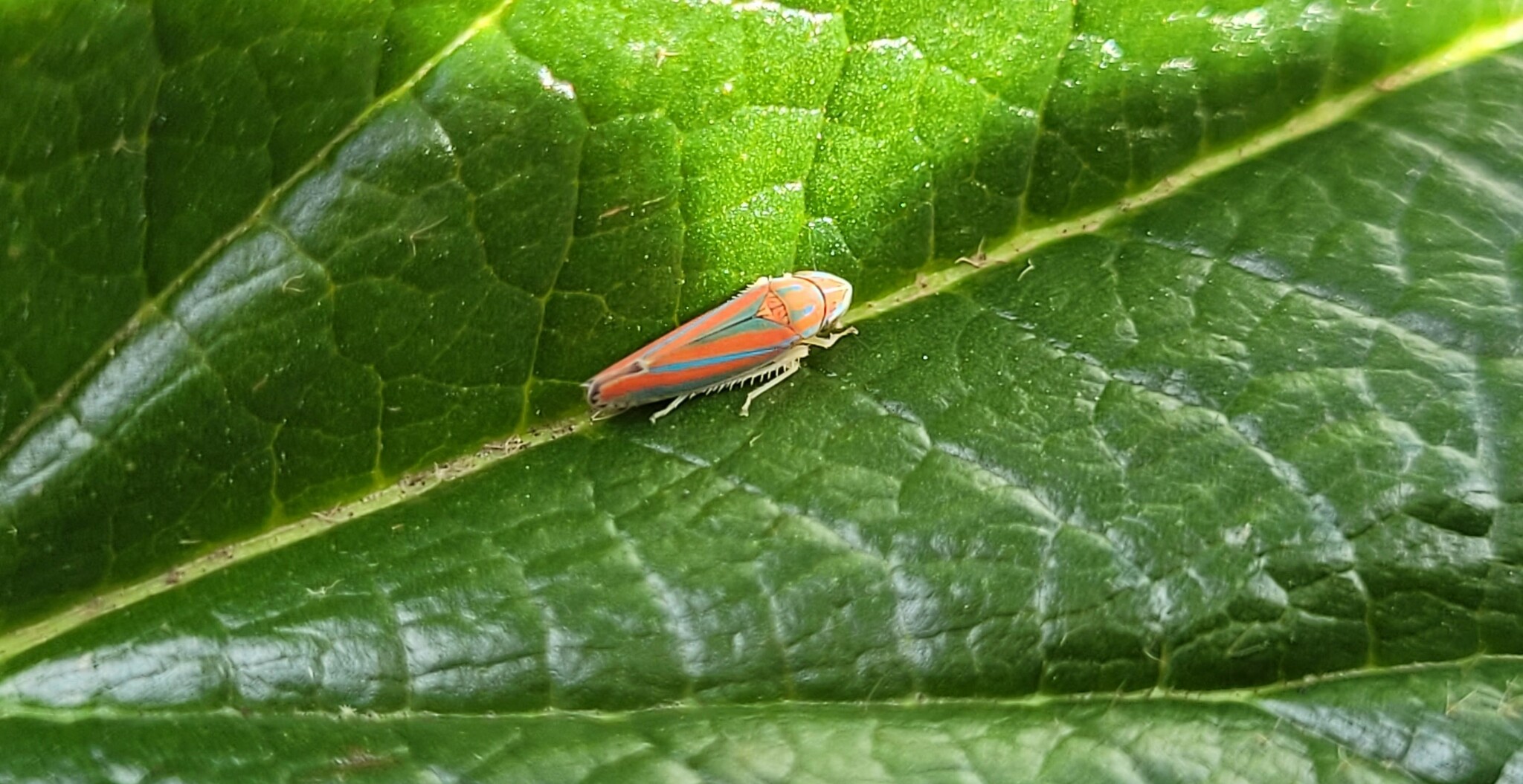 Graphocephala Van Duzee, 1916