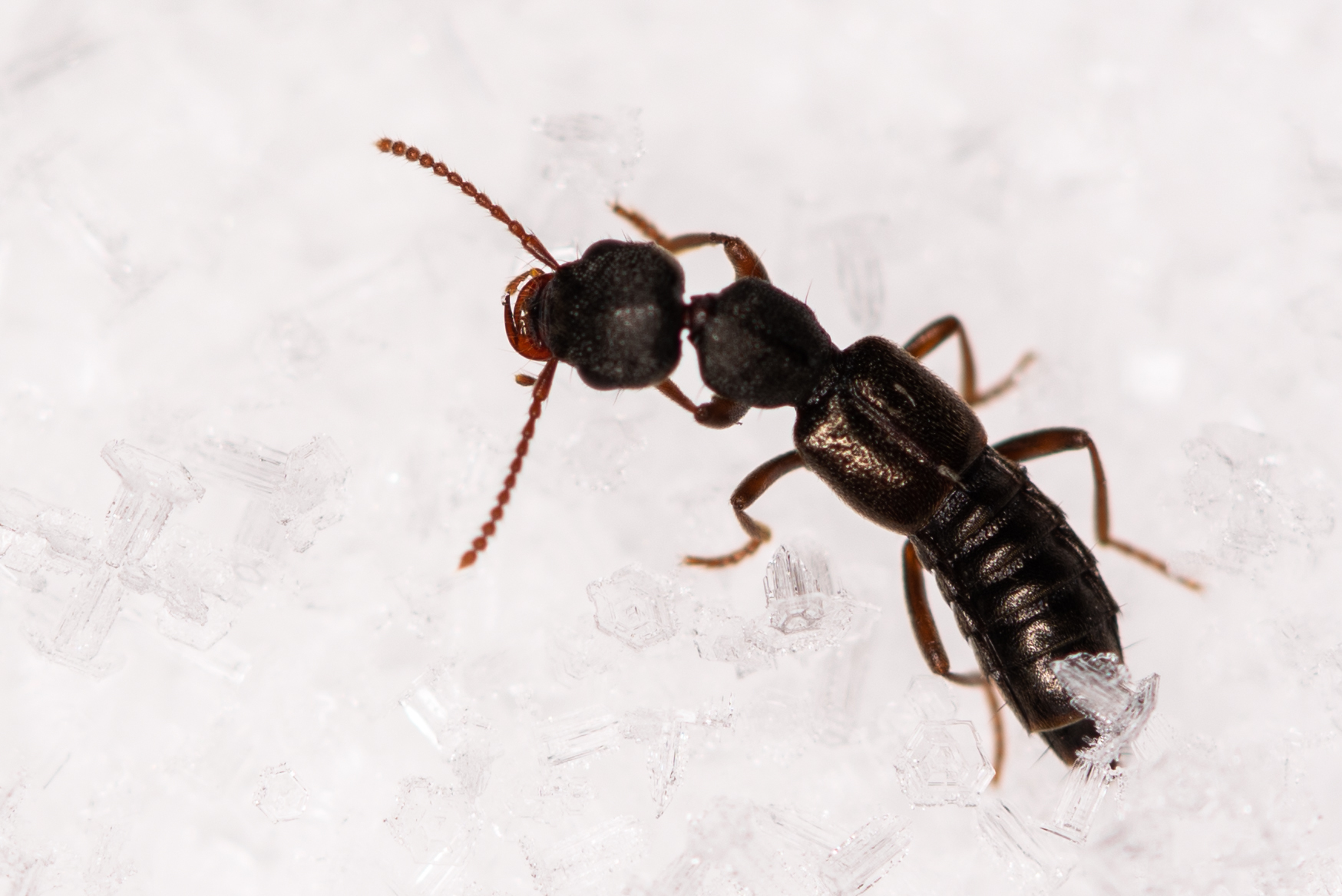 Staphylinidae