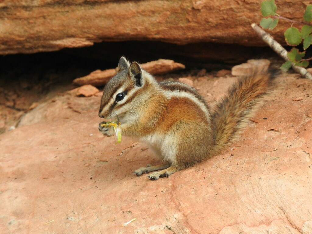 Uinta Chipmunk (Salt Lake City Rural and Urban Mammals) · iNaturalist