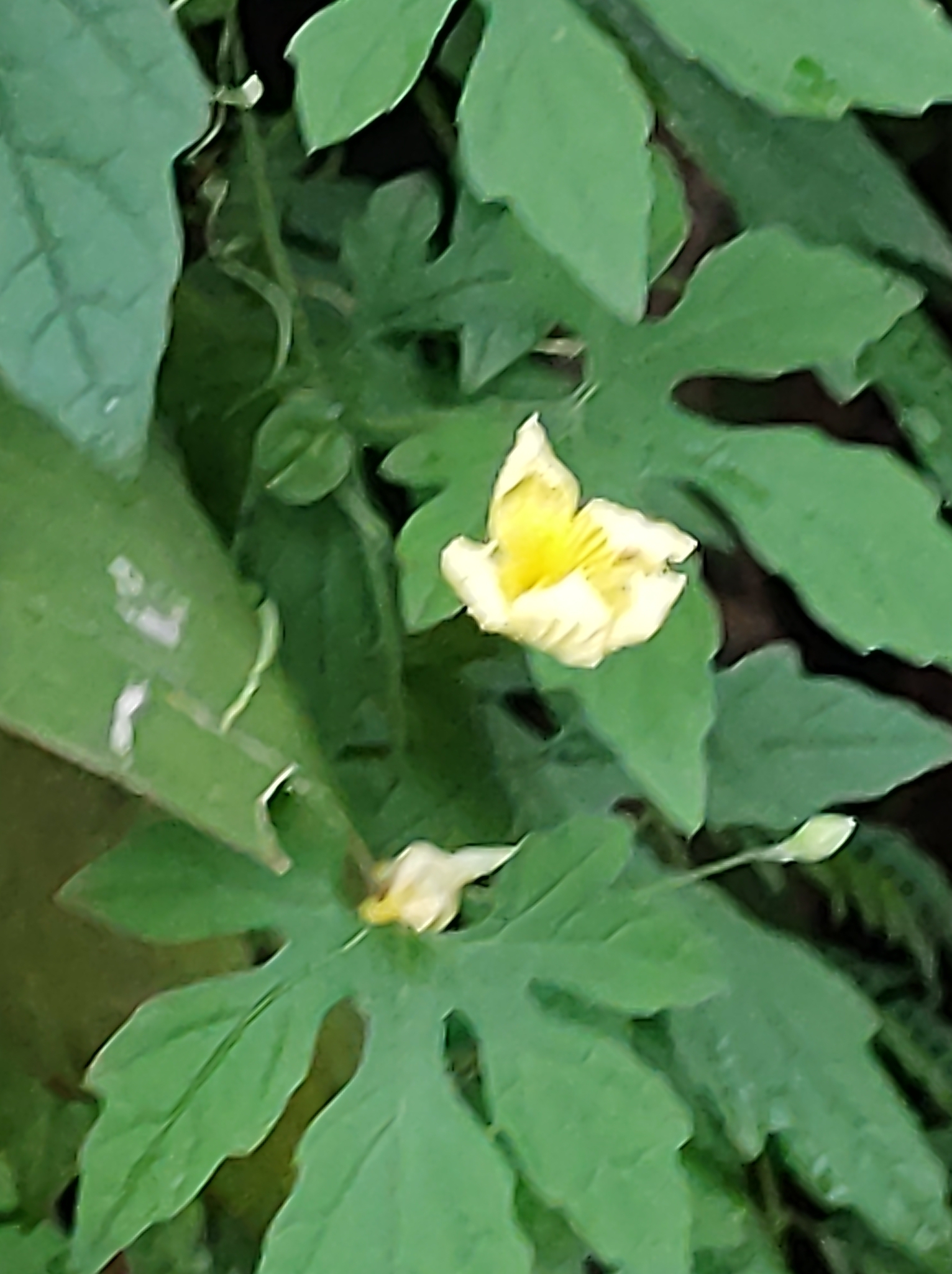 Momordica charantia L.