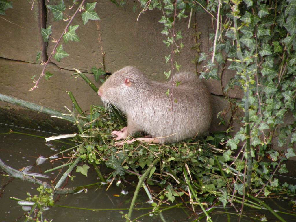 Hystricognaths (Hystricognathi) - Know Your Mammals