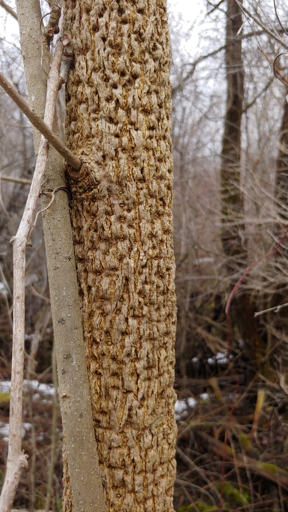 Fraxinus Tourn. ex L.