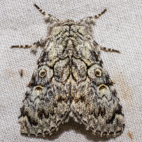 The Brother Moth (Moths of Dallas/Fort Worth, Texas) · iNaturalist
