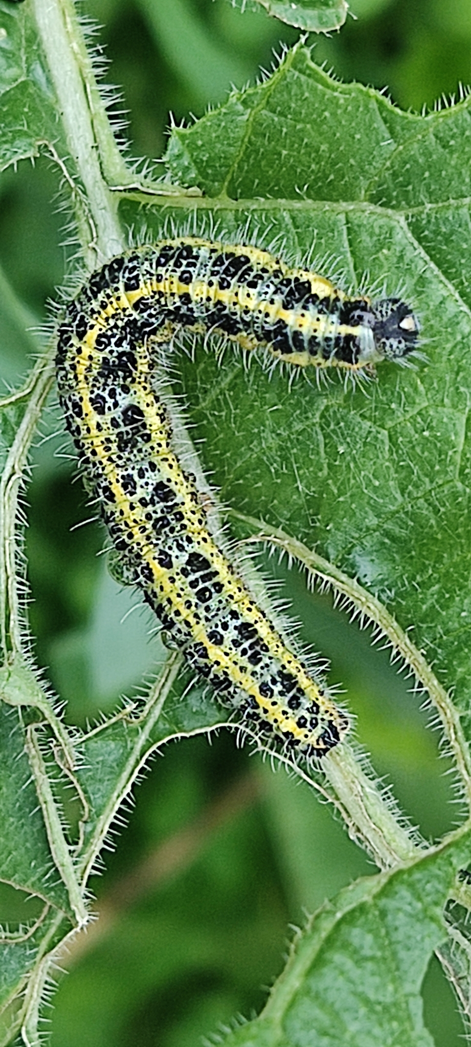 Pieris brassicae (Linnaeus, 1758)