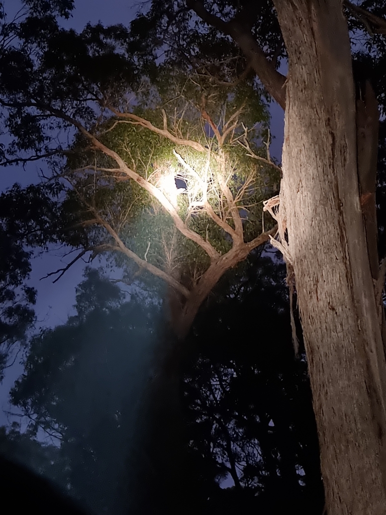 Greater Glider from Darriman VIC 3851, Australia on January 07, 2023 at ...