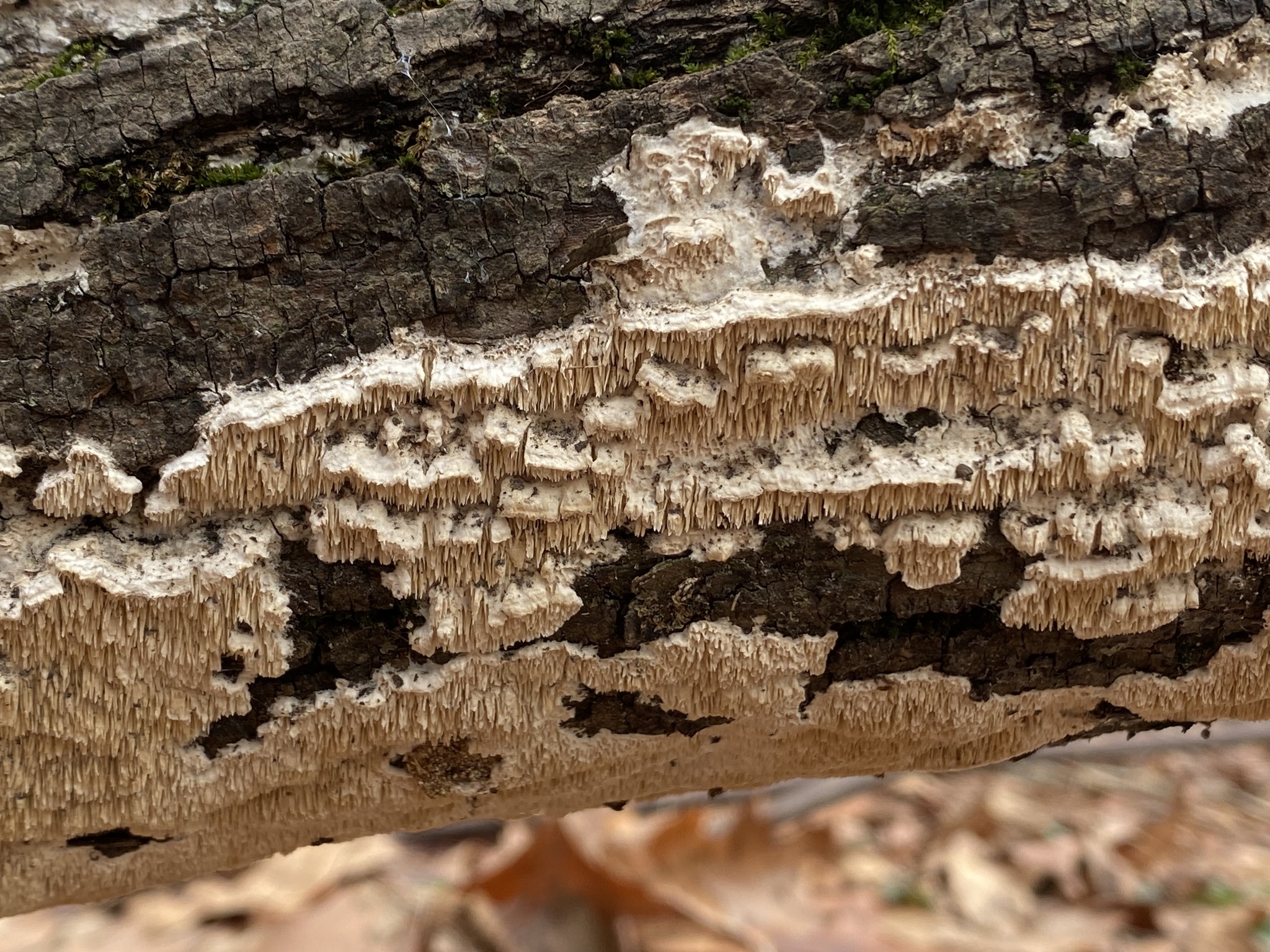 Irpex lacteus (Fr.) Fr.