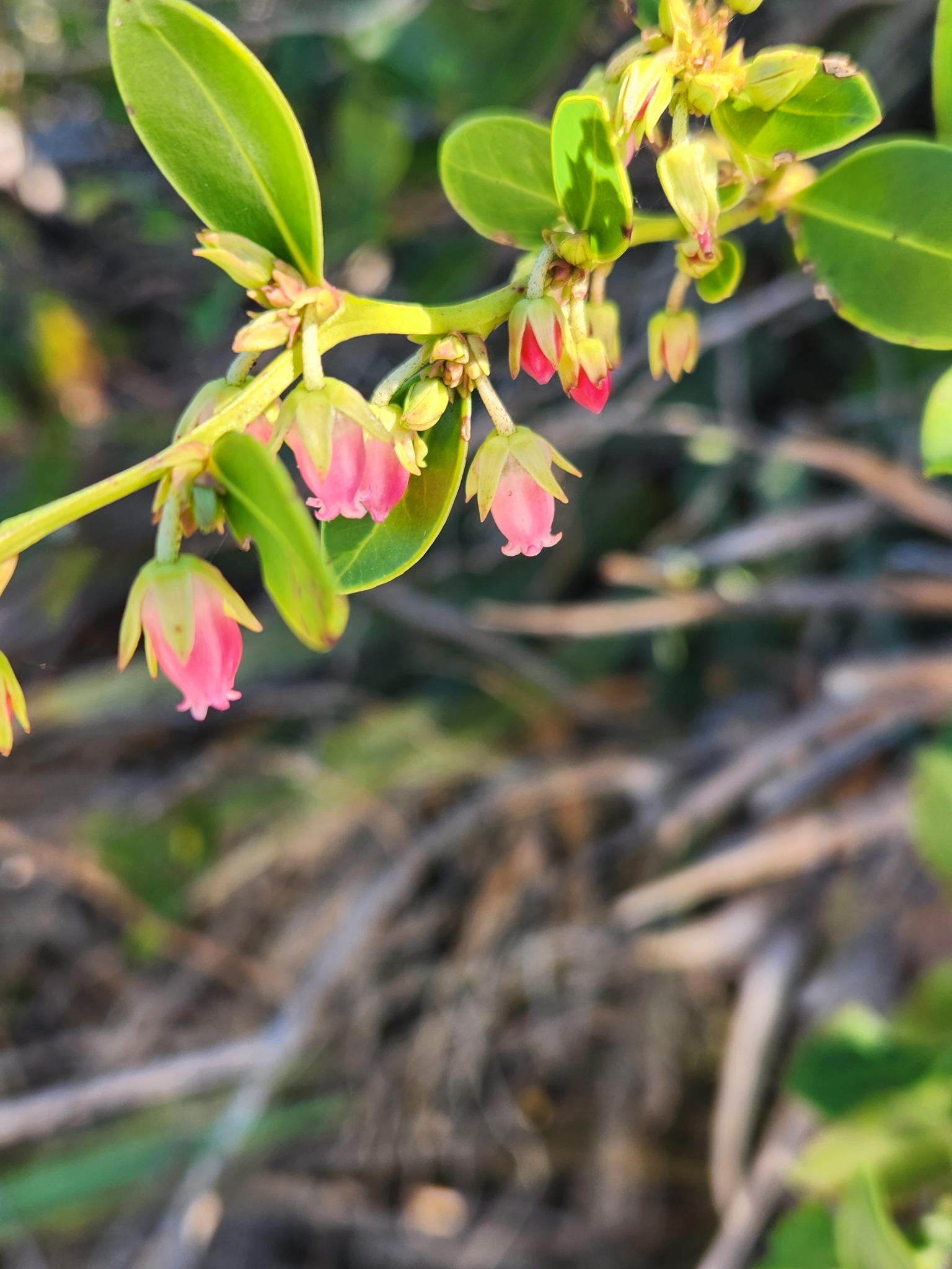 Lyonia lucida (Lam.) C.Koch