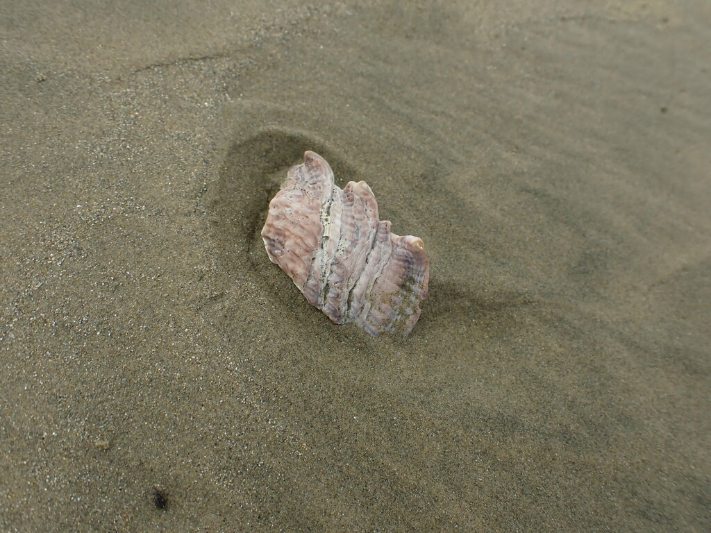 Circular Saw Shell from Southland, New Zealand on December 19, 2022 at ...