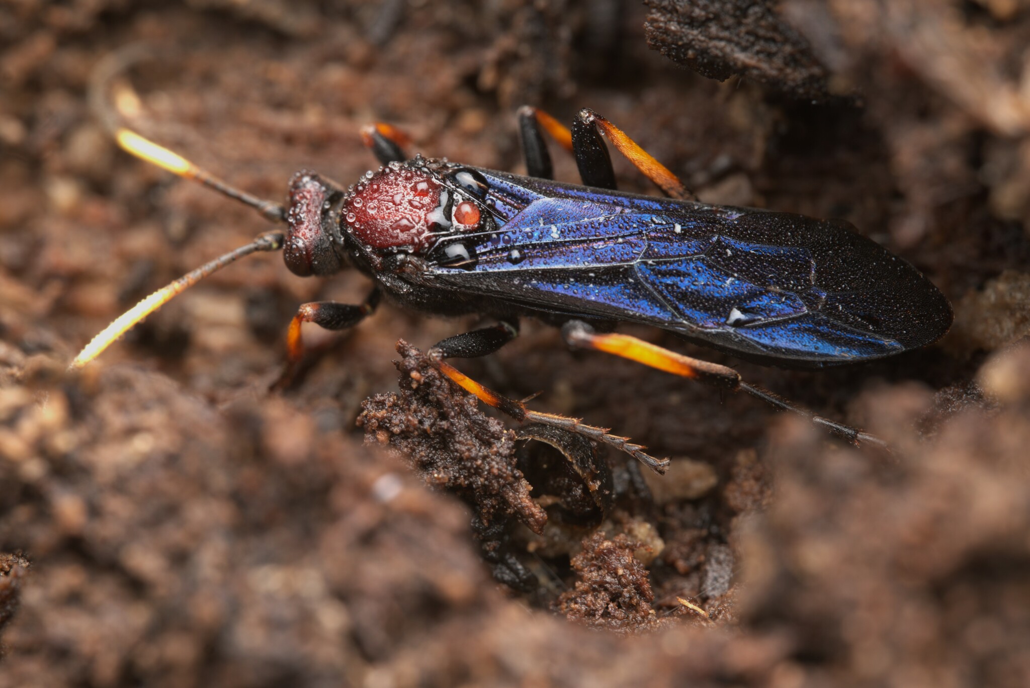 Ichneumonidae