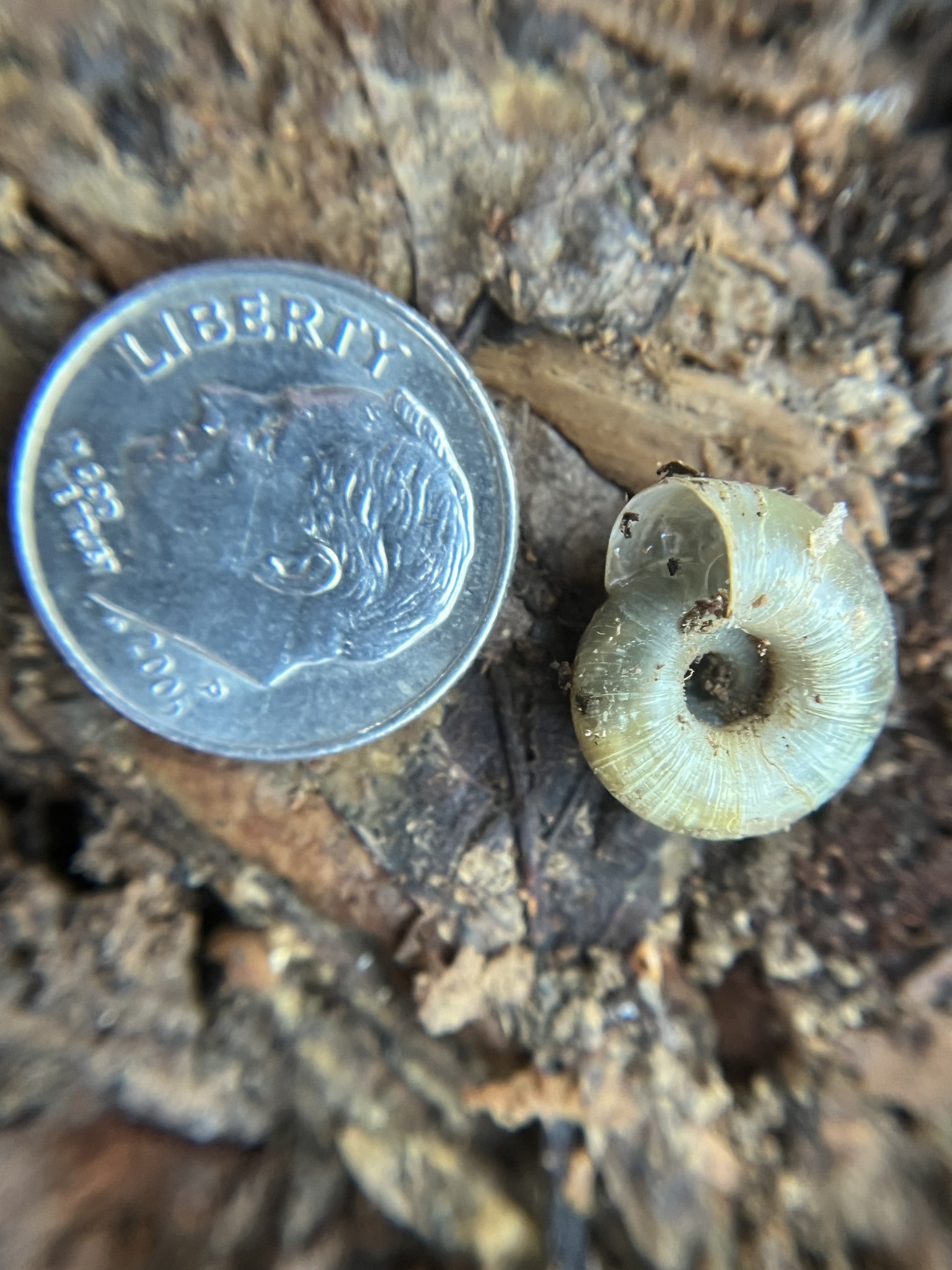 Haplotrema Ancey, 1881