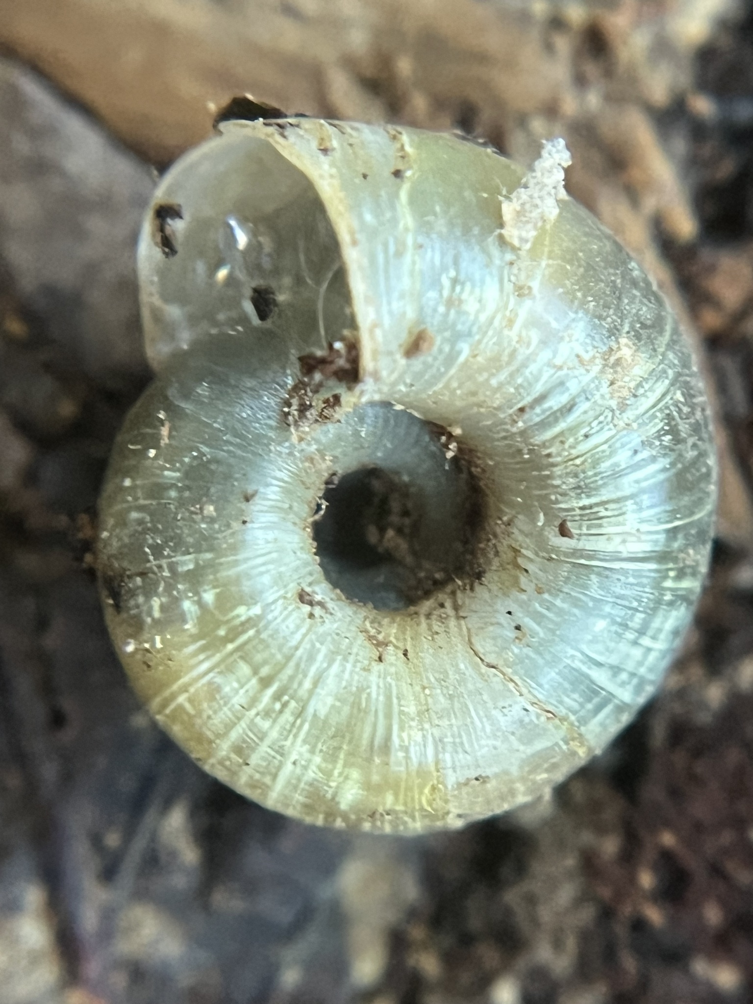 Haplotrema Ancey, 1881