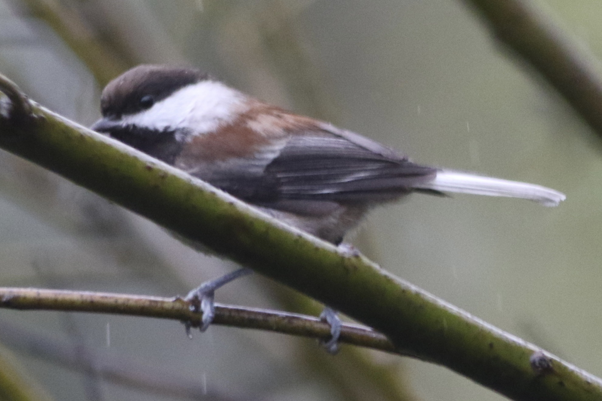 Poecile rufescens (J.K.Townsend, 1837)