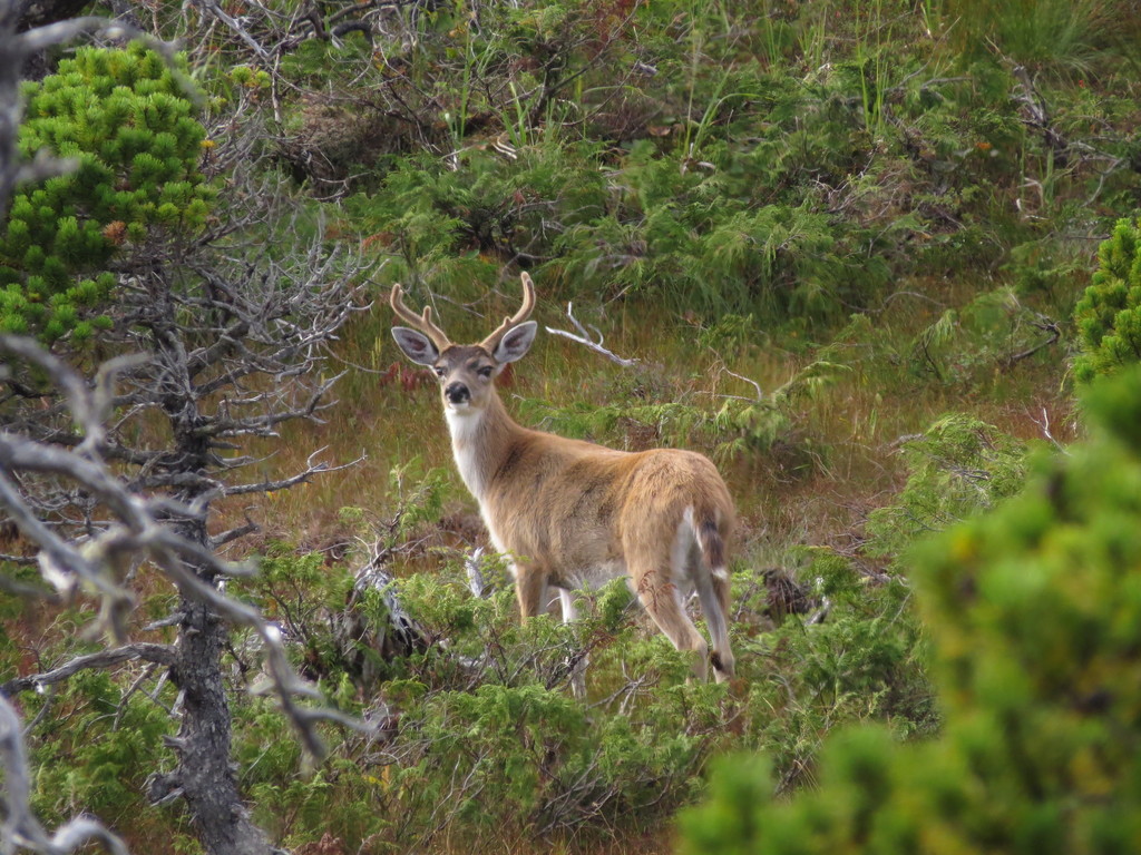 Sitka Black-tailed Deer (Odocoileus hemionus sitkensis) - Know Your Mammals