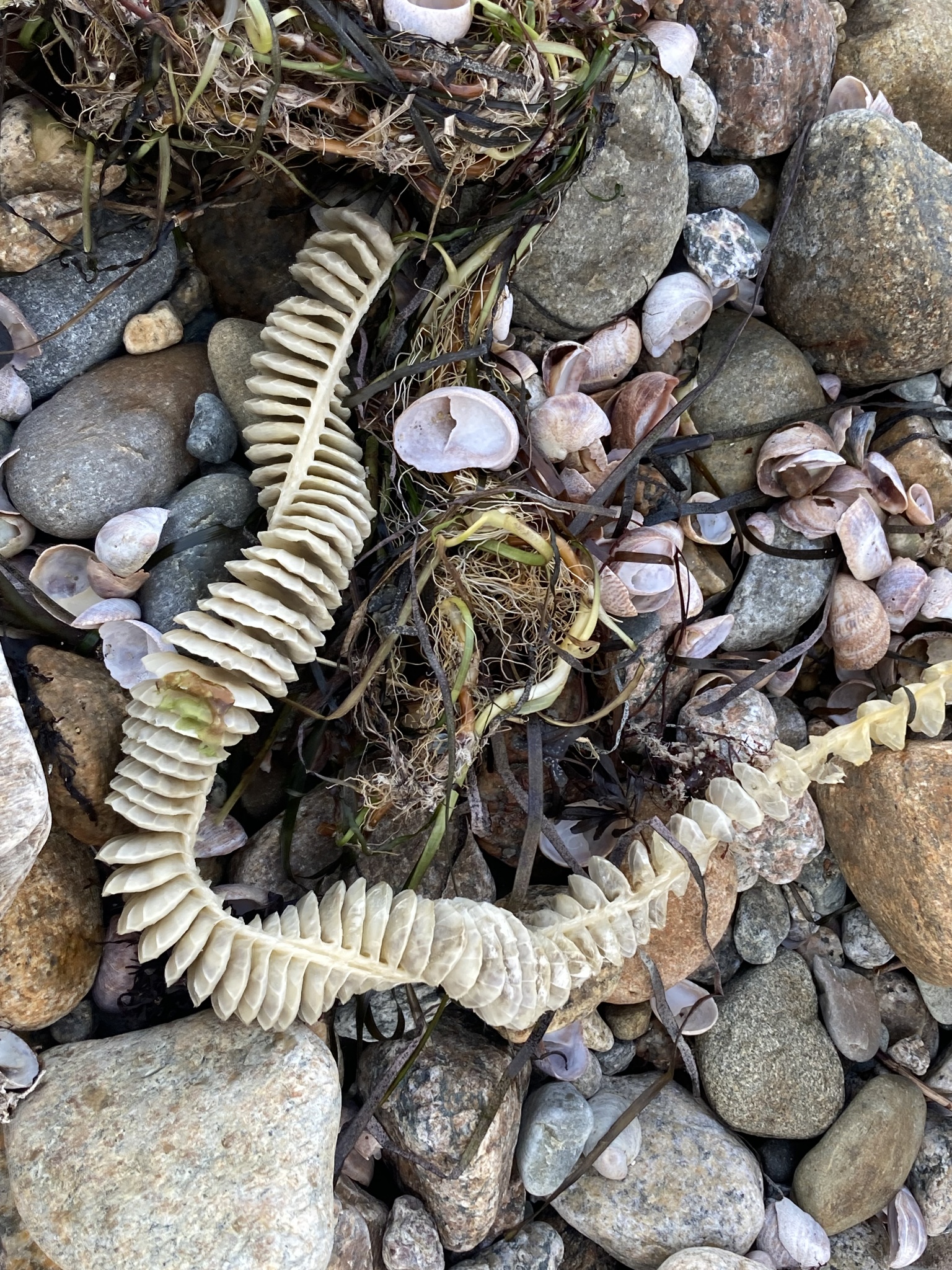 Busycotypus canaliculatus (Linnaeus, 1758)