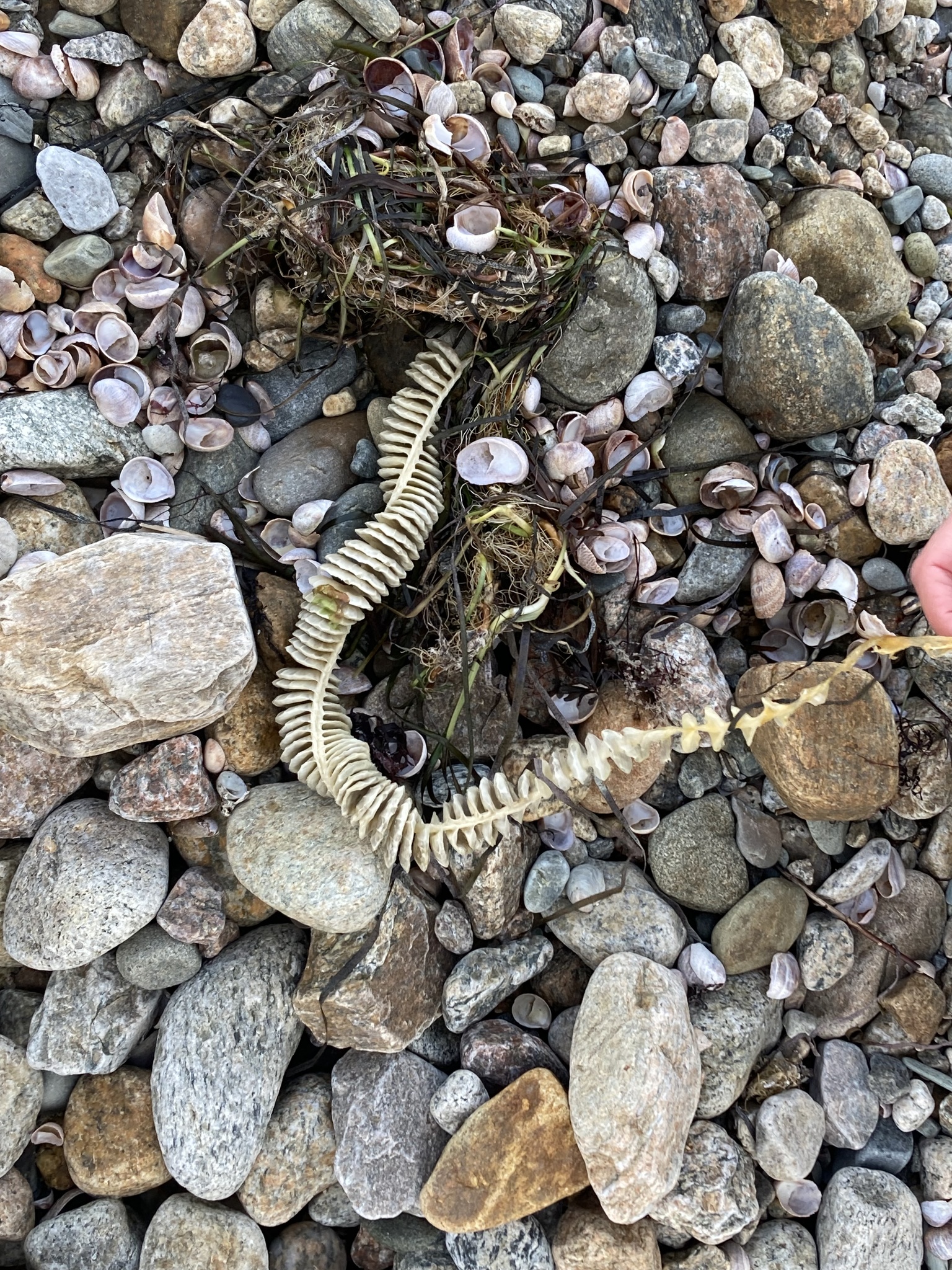 Busycotypus canaliculatus (Linnaeus, 1758)