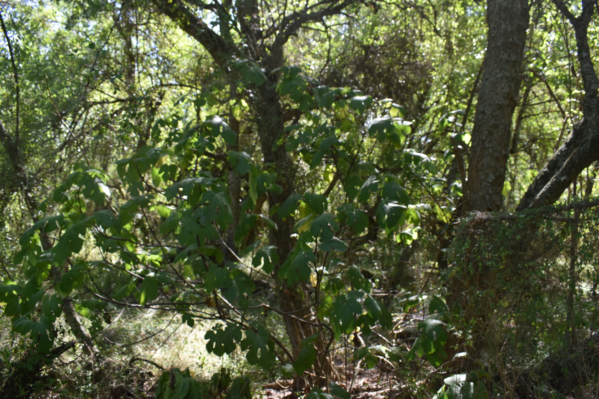 Ficus carica L.