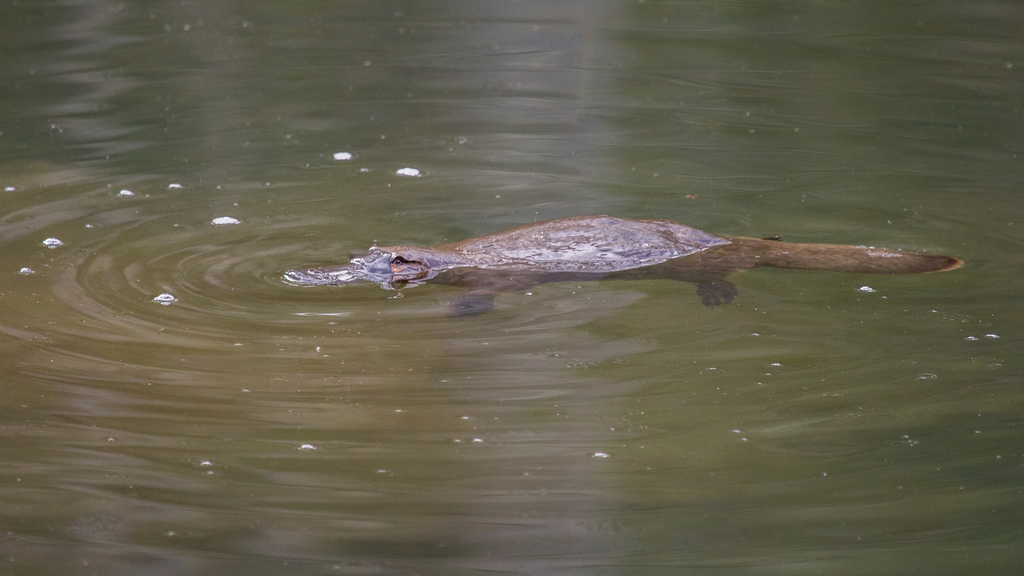 Platypus in September 2018 by Ramit Singal · iNaturalist