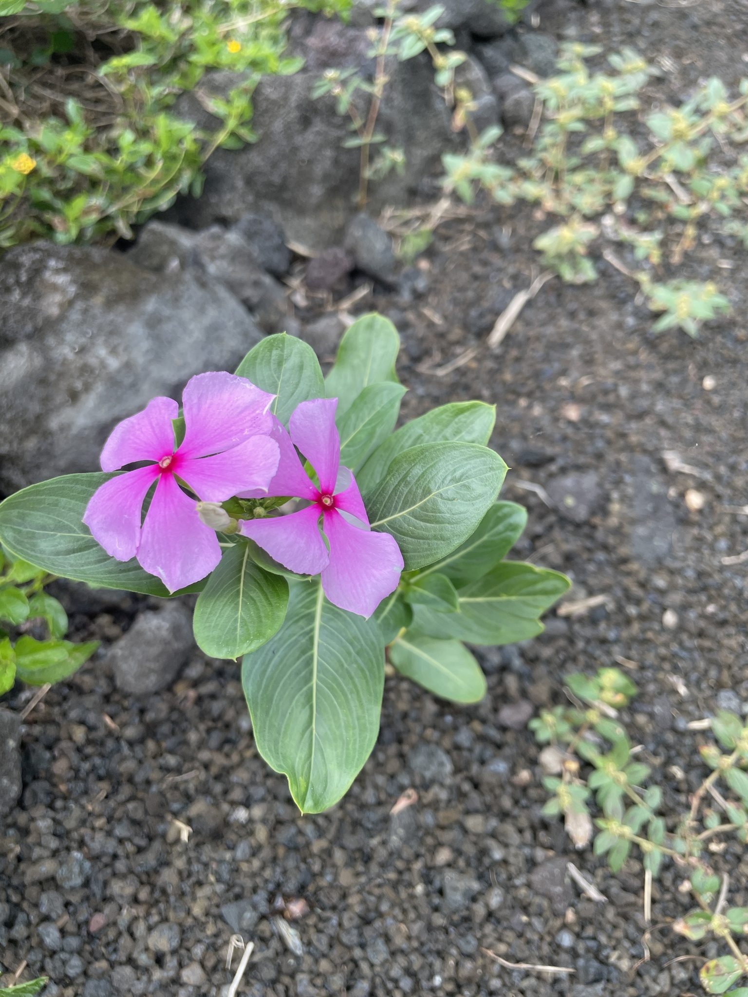 Catharanthus roseus (L.) G.Don