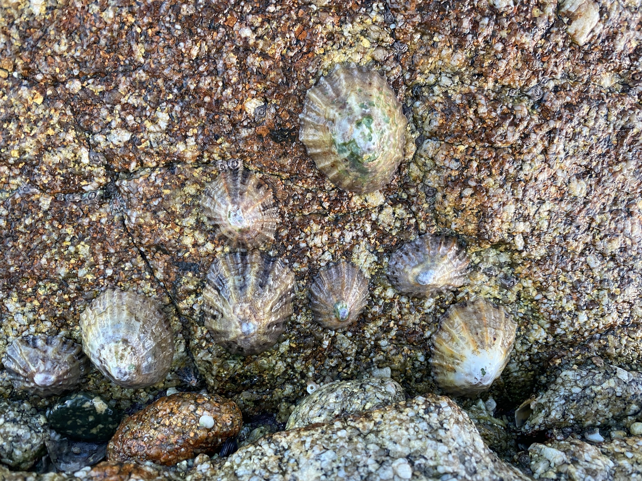 Patella Linnaeus, 1758