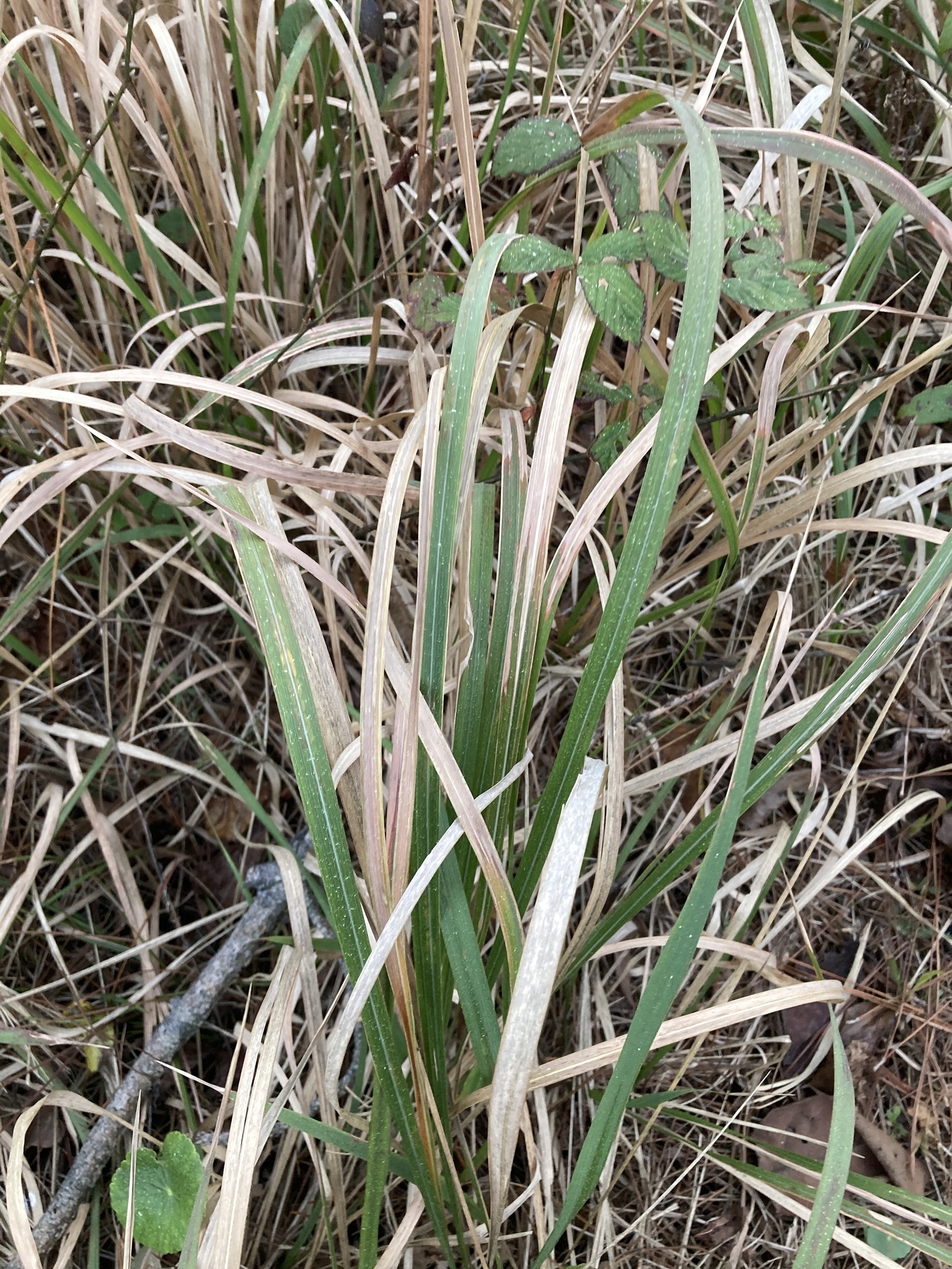 Imperata cylindrica (L.) P.Beauv.