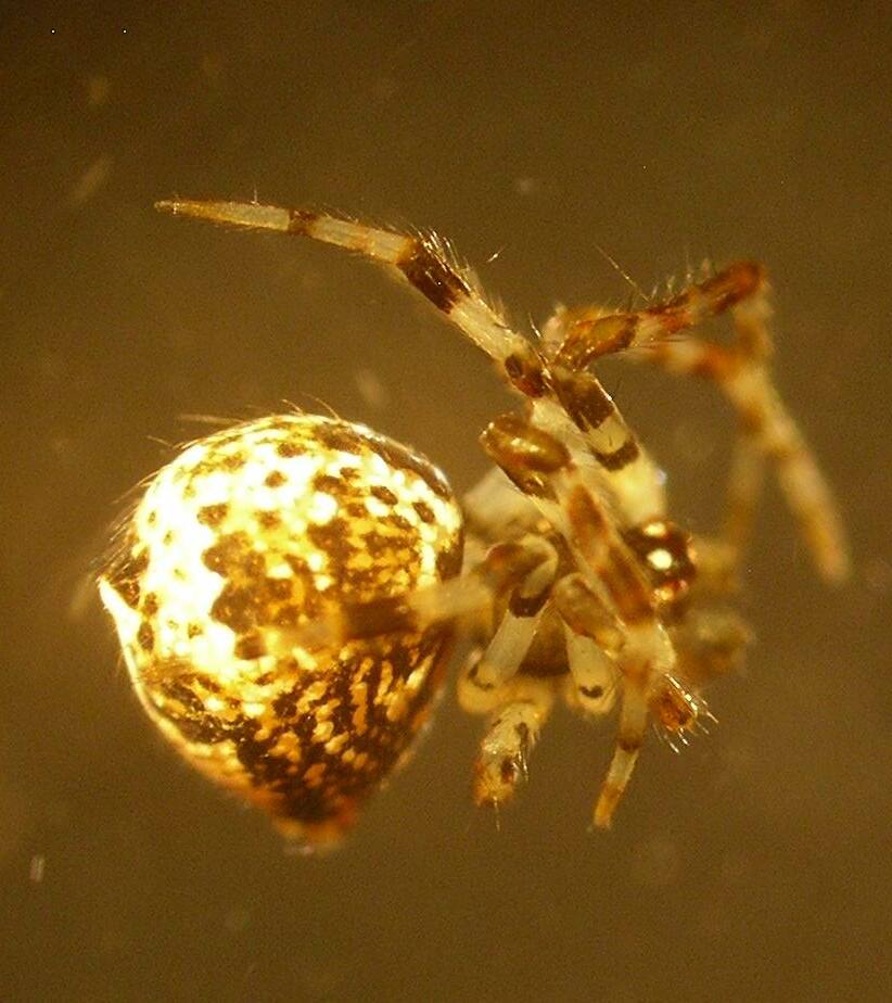 Cryptachaea Archer, 1946