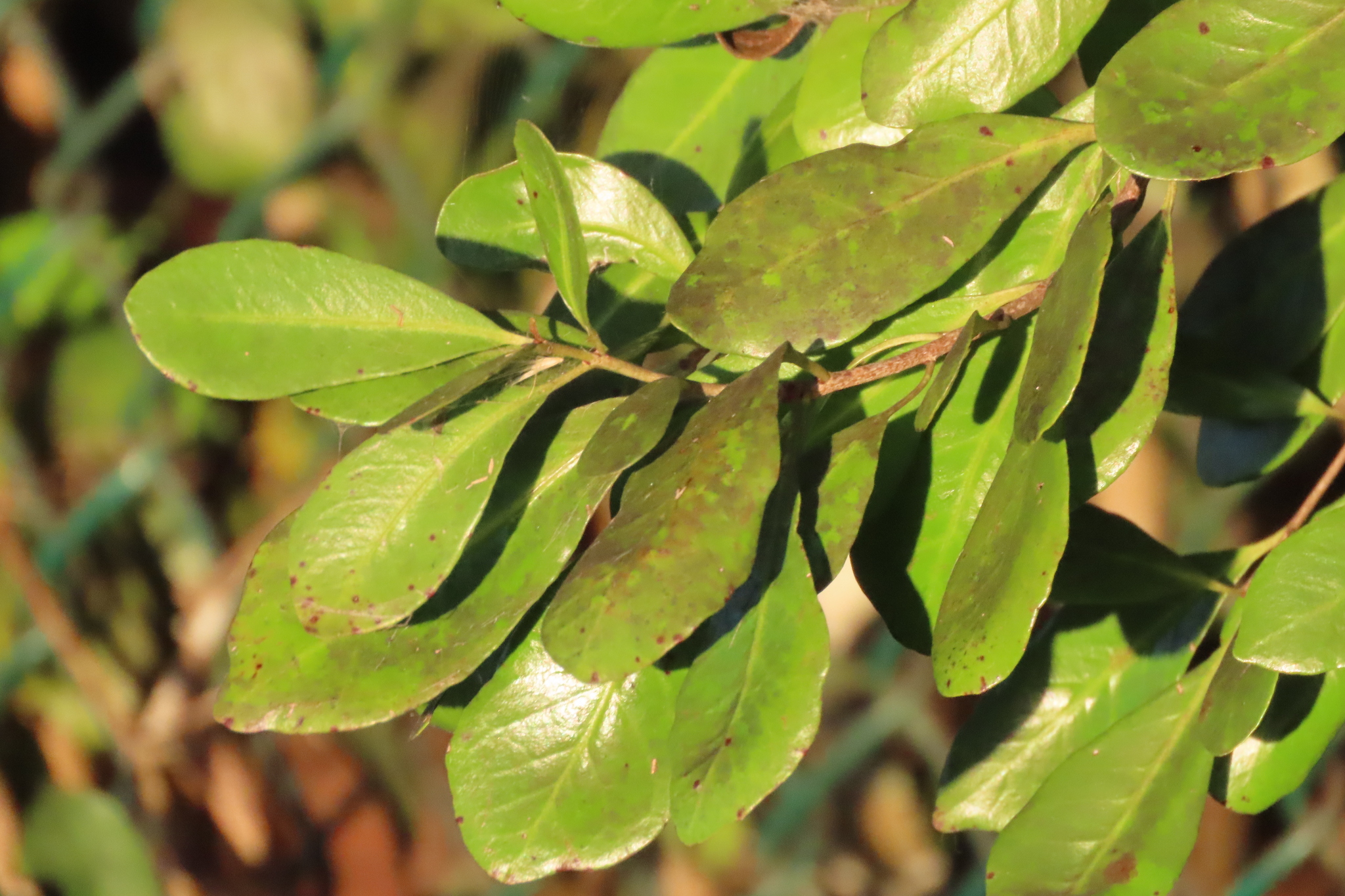 Terminalia buceras (L.) Wright