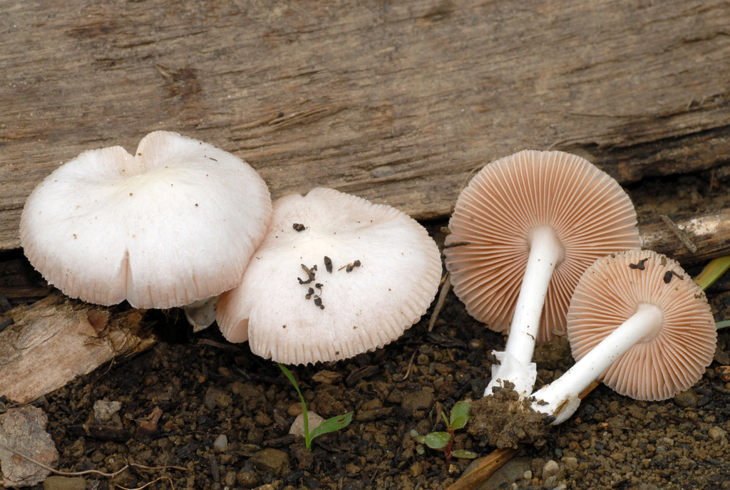 Volvopluteus earlei from Alserio (CO) on July 17, 2011 at 02:52 PM by ...