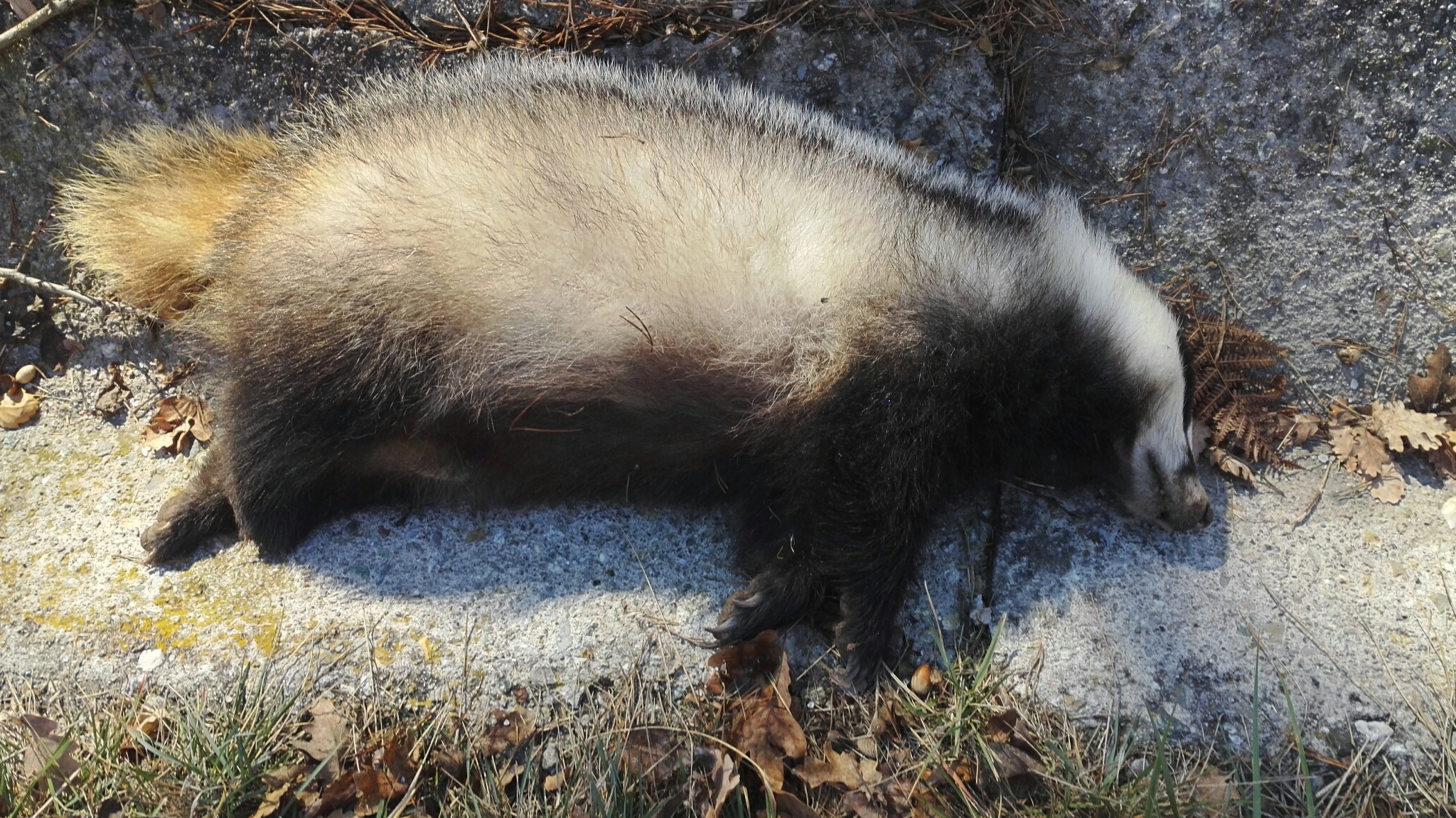 Meles meles (Linnaeus, 1758)