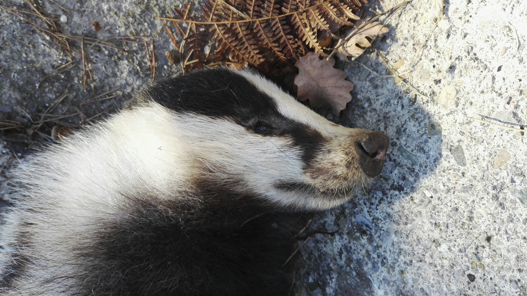 Meles meles (Linnaeus, 1758)