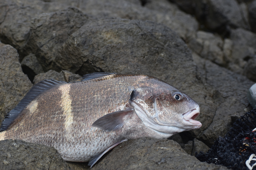 Arnillo Drum (Cheilotrema fasciatum) - Marine Life Identification