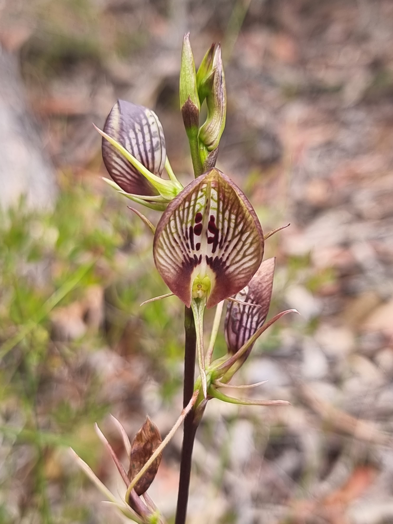 Cryptostylis erecta R.Br.