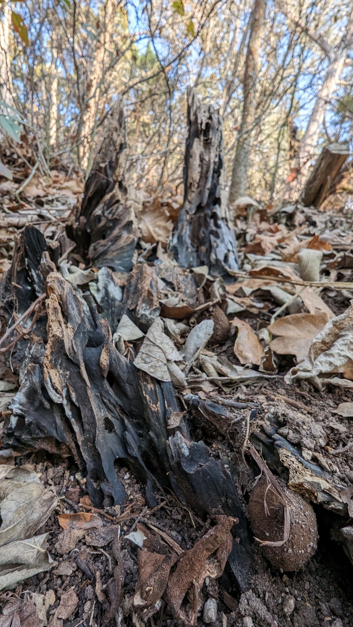 Chorioactis geaster (Peck) Kupfer ex Eckblad