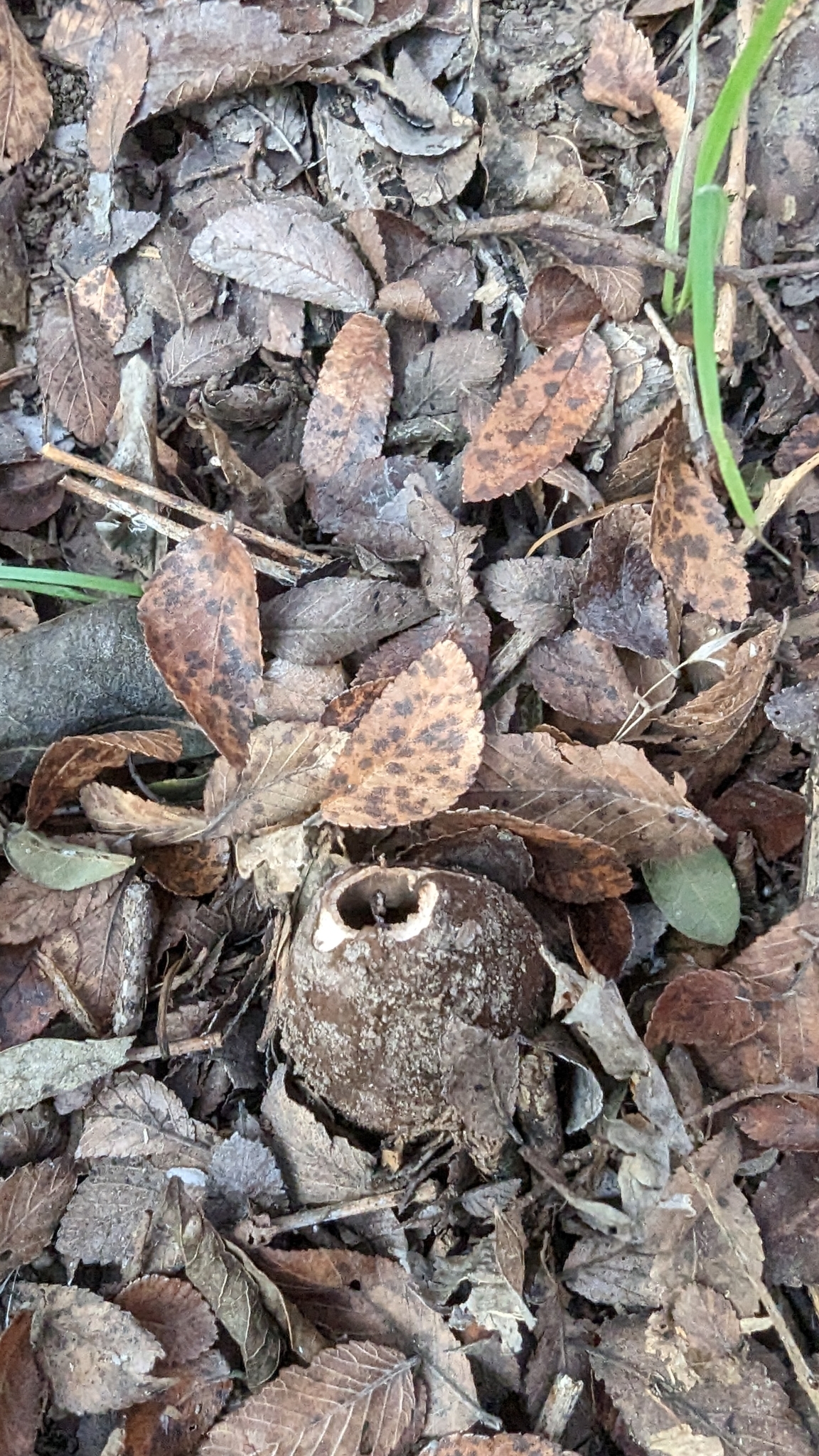 Chorioactis geaster (Peck) Kupfer ex Eckblad