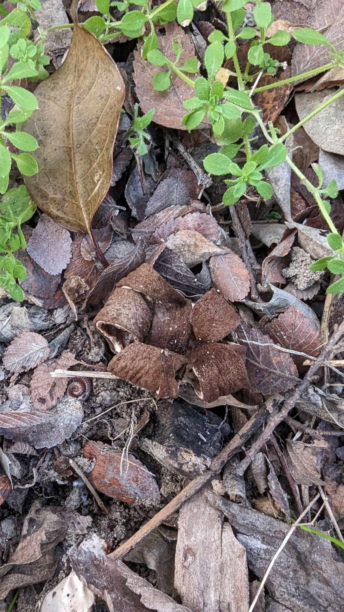 Chorioactis geaster (Peck) Kupfer ex Eckblad