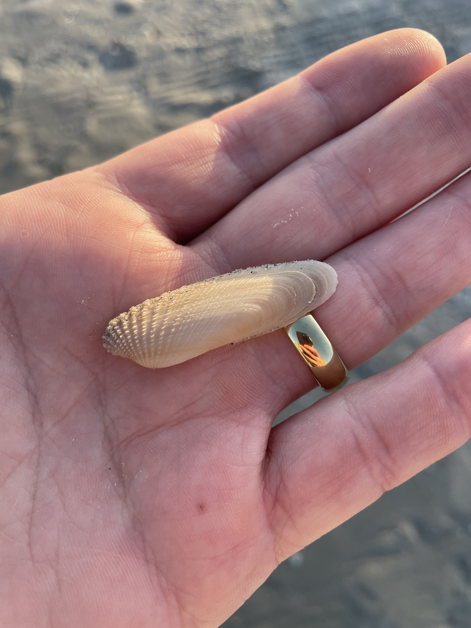 Petricolaria pholadiformis (Lamarck, 1818)