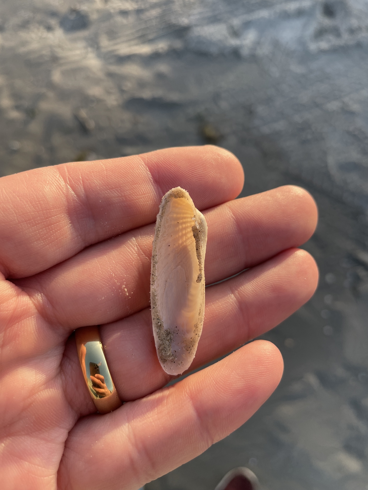 Petricolaria pholadiformis (Lamarck, 1818)