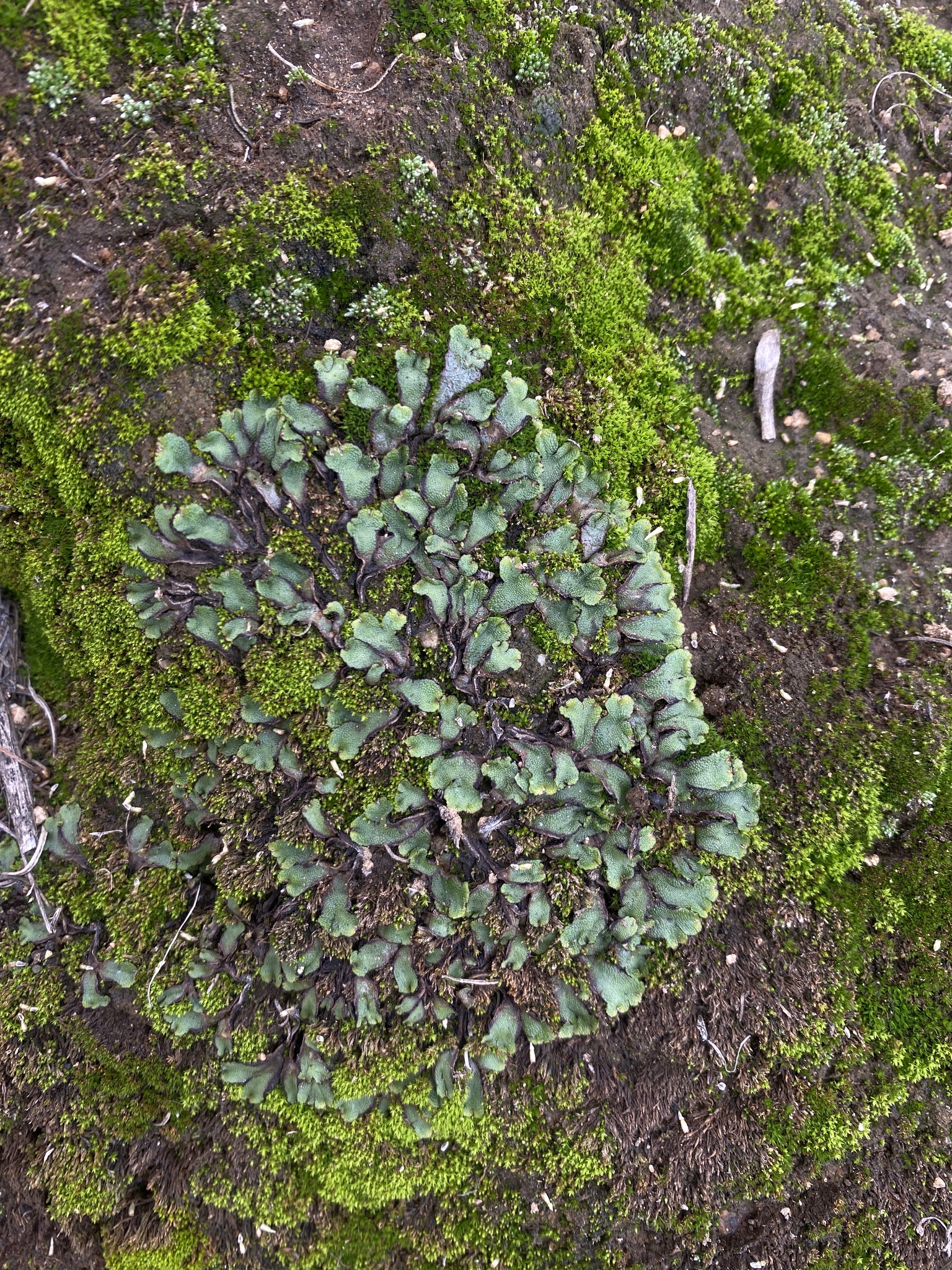 Asterella californica (Hampe ex Austin) Underw.