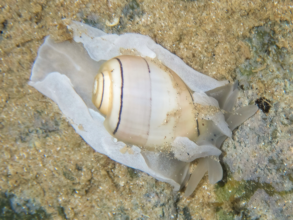Pink Bubble Snail from Woolgoolga, New South Wales, Australia on ...