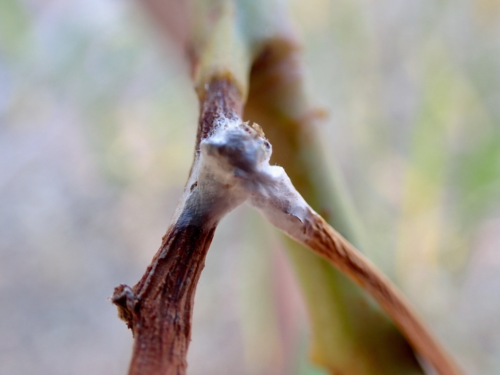 Spiders in January 2023 by cinclosoma · iNaturalist