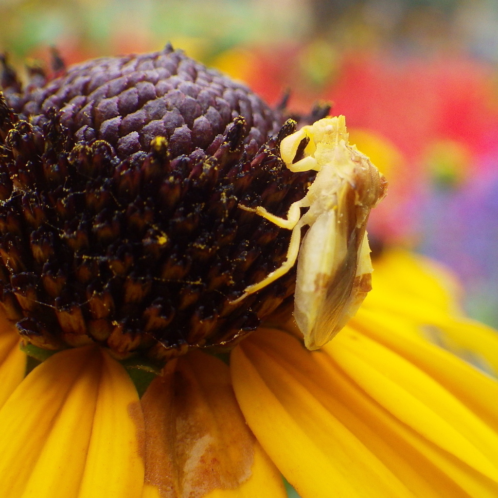 Jagged Ambush Bug from University District, Spokane, WA, USA on August ...
