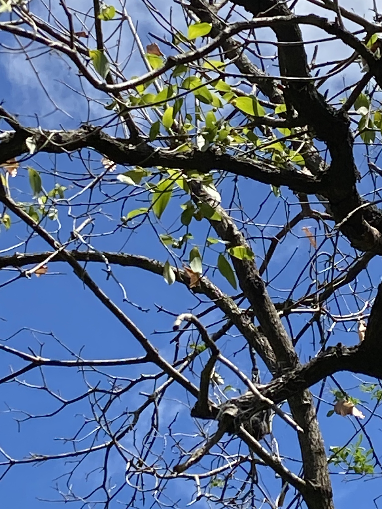 Pteropus Brisson, 1762