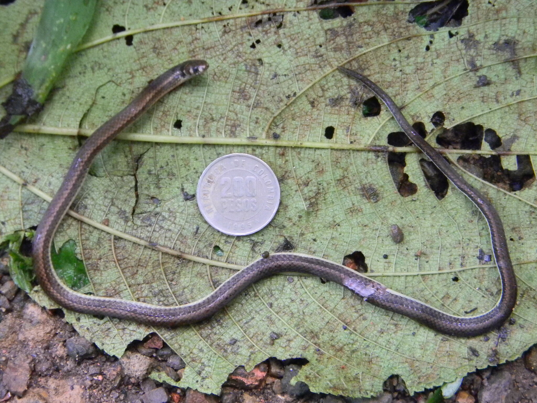Tantilla melanocephala (Linnaeus, 1758)