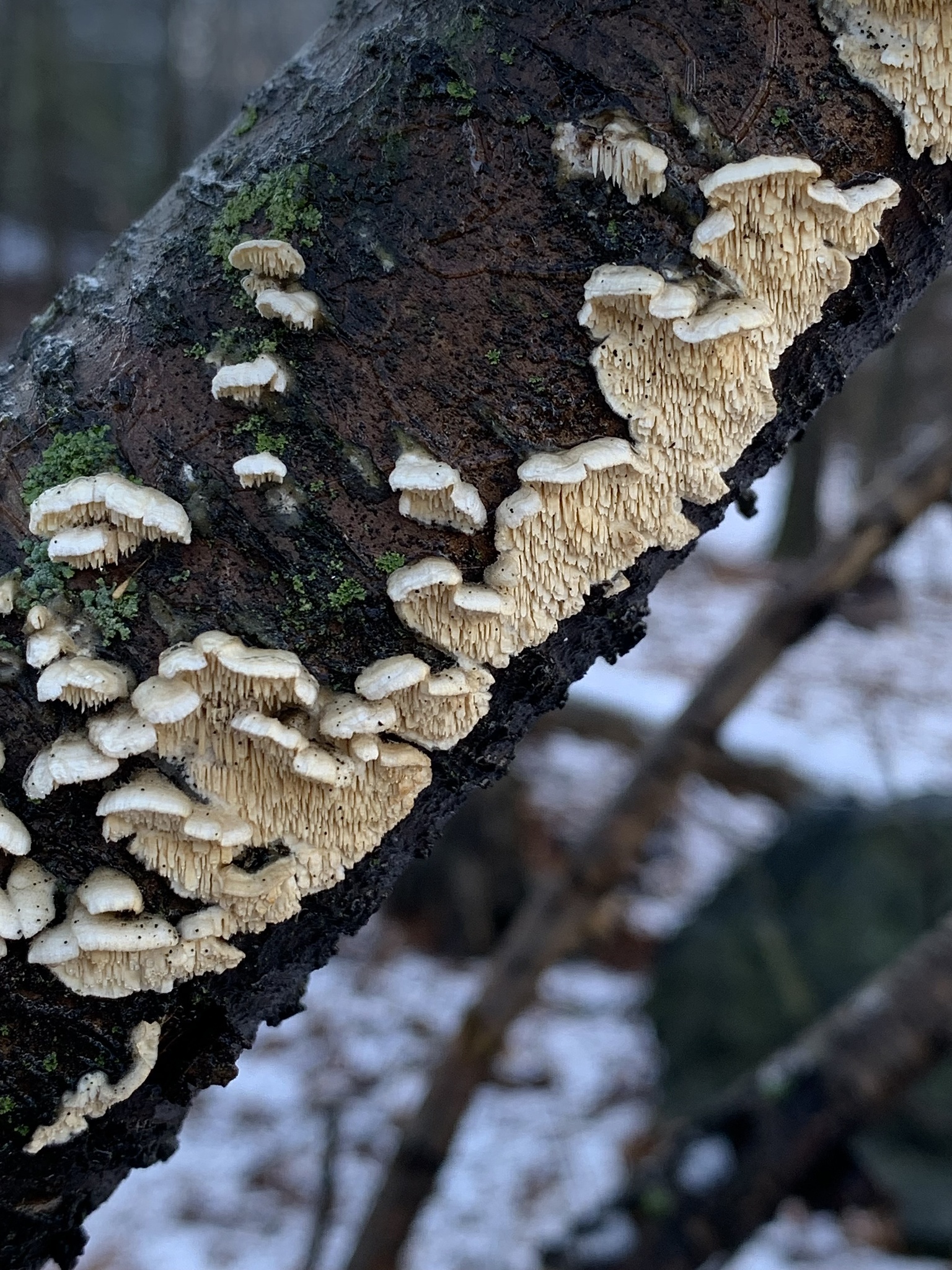 Irpex lacteus (Fr.) Fr.