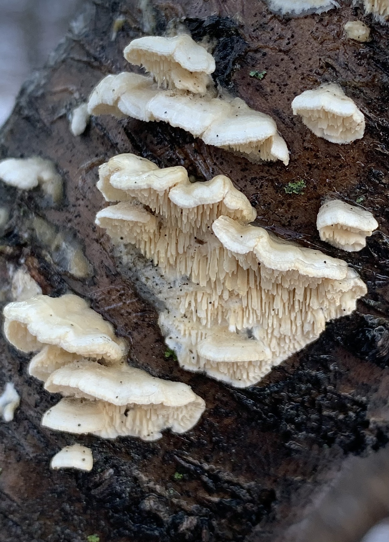 Irpex lacteus (Fr.) Fr.